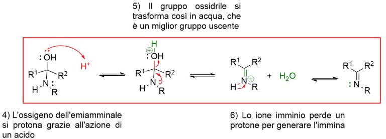 Formazione delle immine - operachem